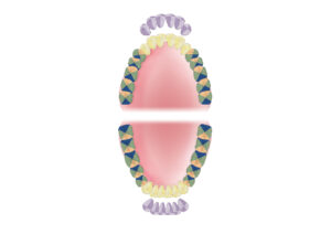 XP Double Gracey™ - American Eagle Instruments